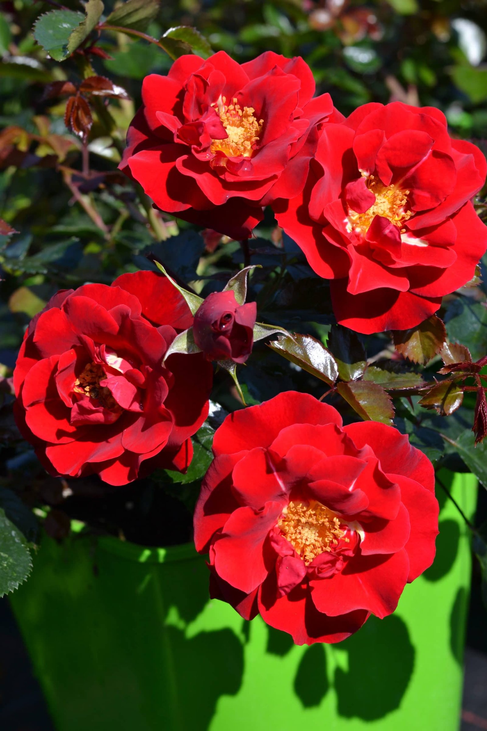 ROSIER décorosier 'Vesuvia'