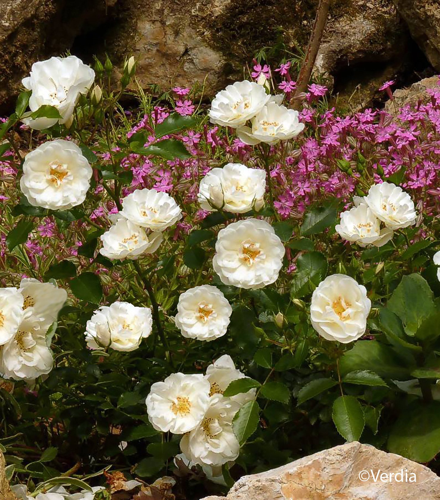 ROSIER décorosier 'Opalia'